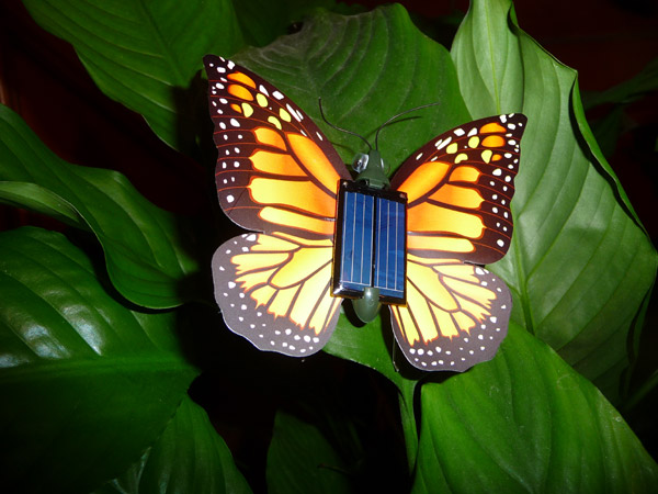 Papillon solaire | Science & nature | Le Dindon